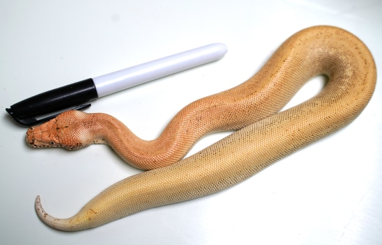 Magpie Batik TPos Albino Matrix Blood Python - RARE by NERD