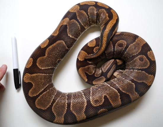 Breeder Female Enchi Poss Het Ghost Poss Het Candy Albino Ball Python ...