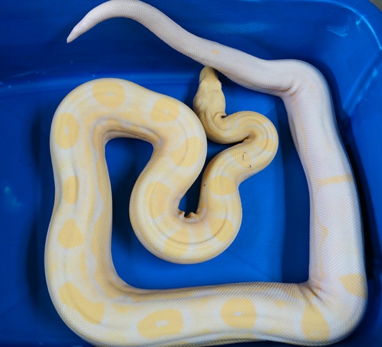Male Breeder Sharp Albino Motley Boa Constrictor - Gorgeous! by NERD