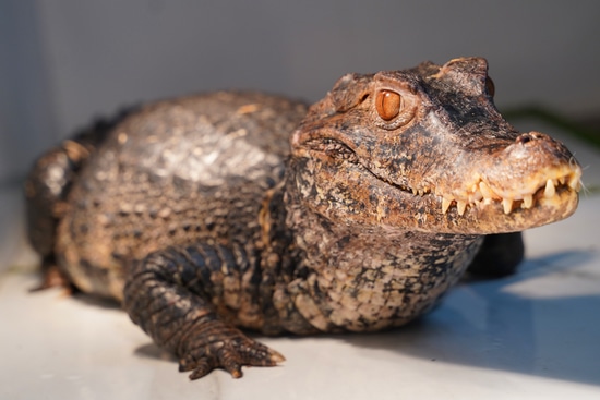 Display Breeder Male Dwarf Caiman Captive Raised - Handleable - "Big ...