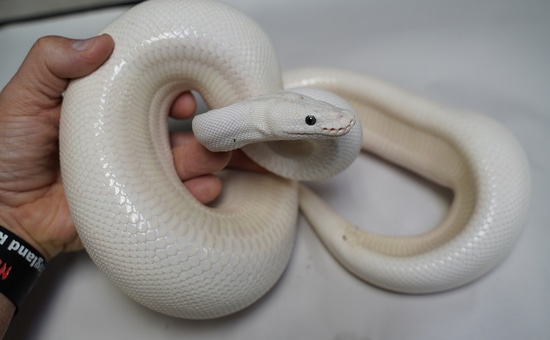 Blue Eyed Leucistic Loaded Genetics Ball Python by NERD