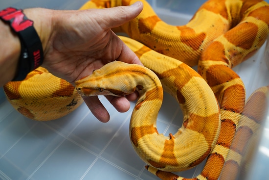 Breeding Super Salmon Lipstick Boa Constrictor - My BEST by NERD