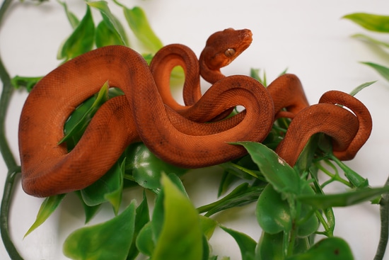 Amazon Tree Boa - Orange by NERD