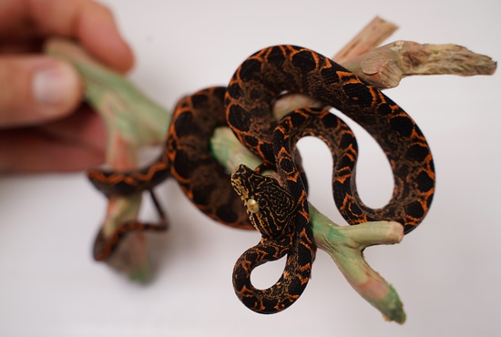 Amazon Tree Boa - Halloween by New England Reptile Distributors