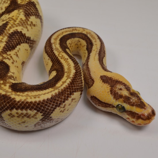 Super Pastel Super Enchi Lucifer Bald Ball Python by NERD