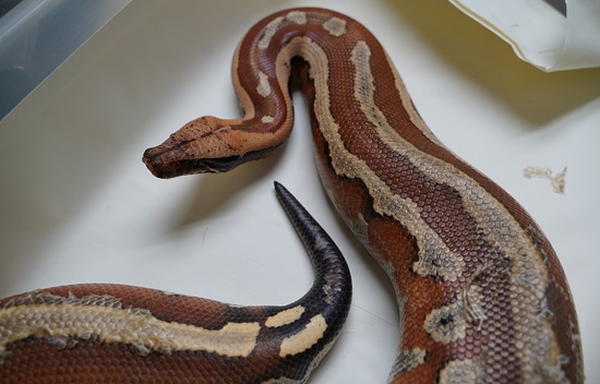 Genetic Stripe Het TPOS Albino Blood Python - Special Stock by NERD
