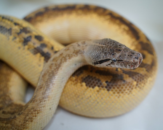 Ivory Blood Poss DBL Het Albino - Hold Back Blood Python by NERD