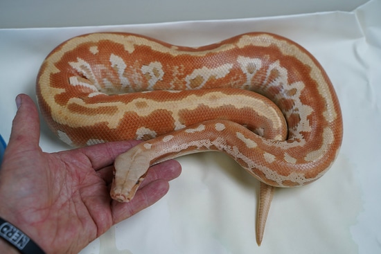 TPos Albino Blood Python - HoldBack Odd by NERD