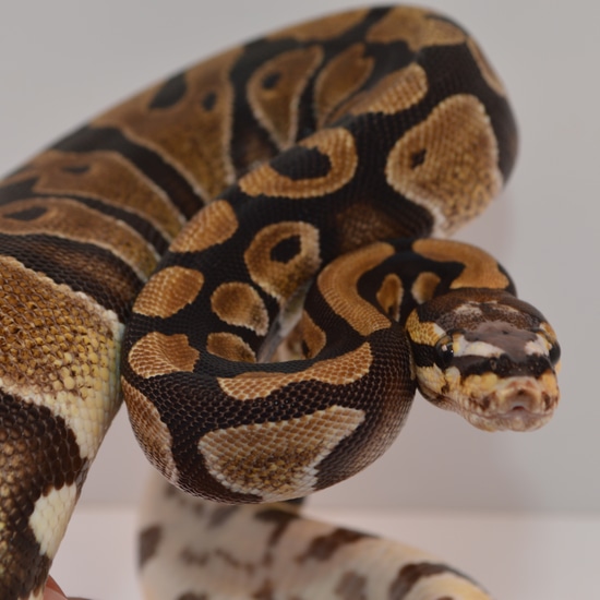 Microscale Possible Het Clown Ball Python by NERD