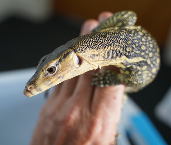 SALE!!! Social SWEET Friendly MIXED FANCY GENETICS - Smaller Growing ...