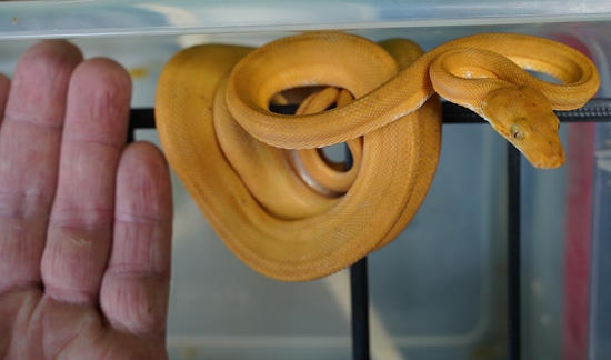 Yellow Patternless Amazon Tree Boa by NERD
