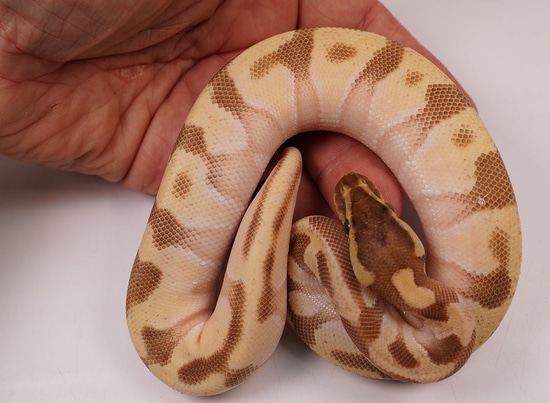Enchi Mojave Odium Pastel Ball Python by NERD