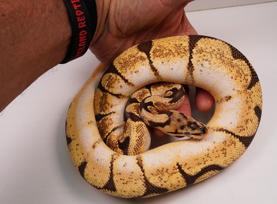 Spider Enchi Yellowbelly Bald Ball Python by New England Reptile ...