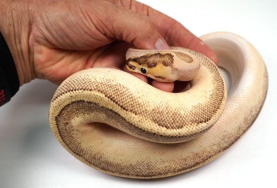 Super Stripe Enchi Pastel Possible Fire Ball Python by NERD