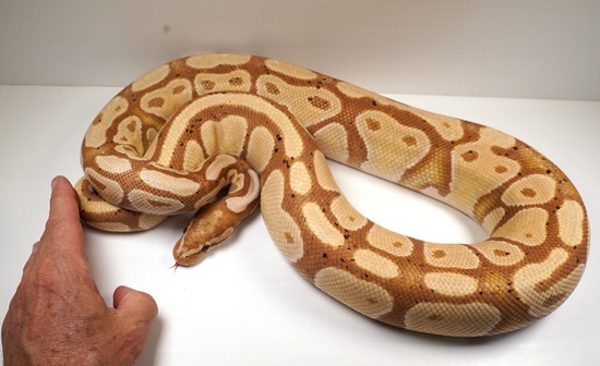 Female Breeder Coral Glow Lavender Albino Ball Python - SALE! Big 10 ...