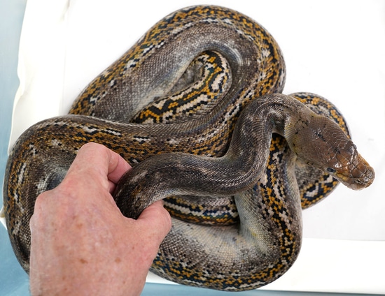 2022 Male Motley Tiger Piebald Reticulated Python - SALE! IN SHED by NERD