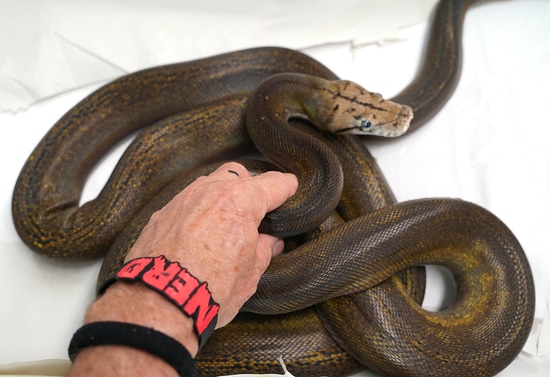 2022 Male Golden Child Platinum Het Anthrax Reticulated Python - SALE ...