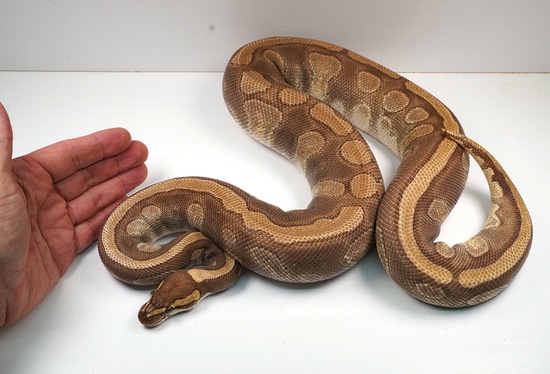 Breedable Odium Mojave "Weird" Poss Malum GHI + Ball Python - SALE by NERD