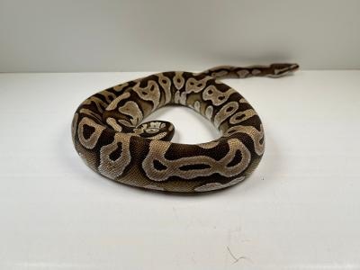 Mojave Odium - "Weird Ball Python by NERD