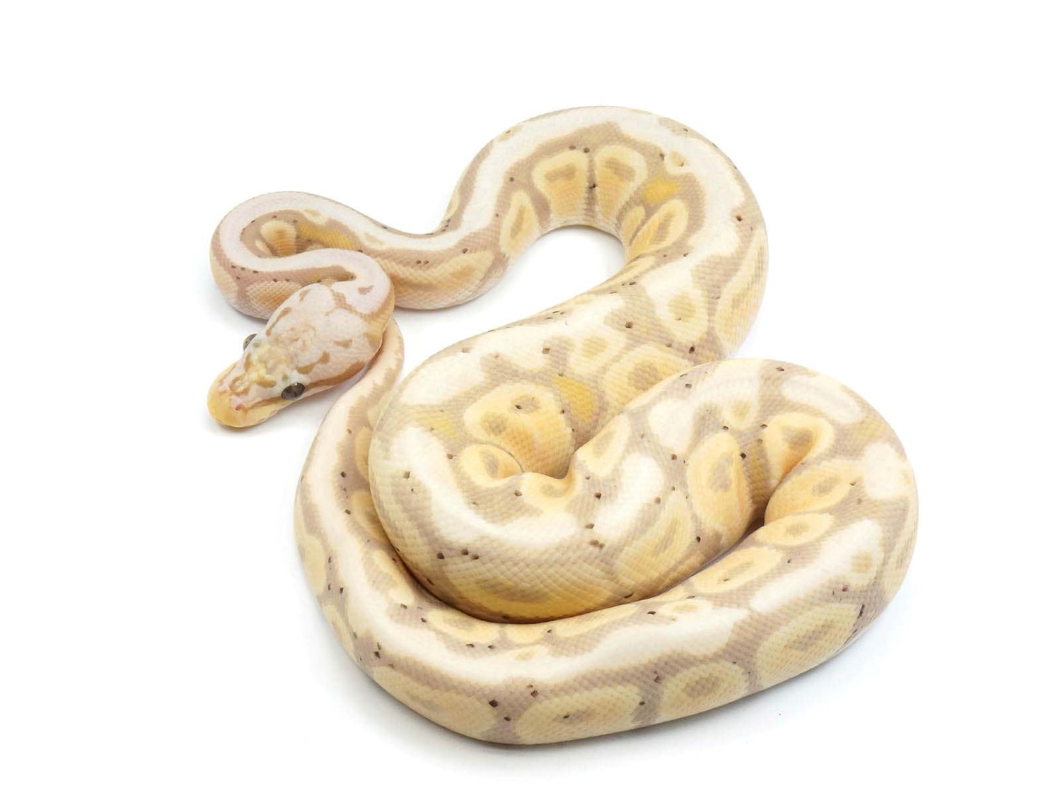 2021 Male Coral Glow Lucifer Spotnose From Odium Ball Python.