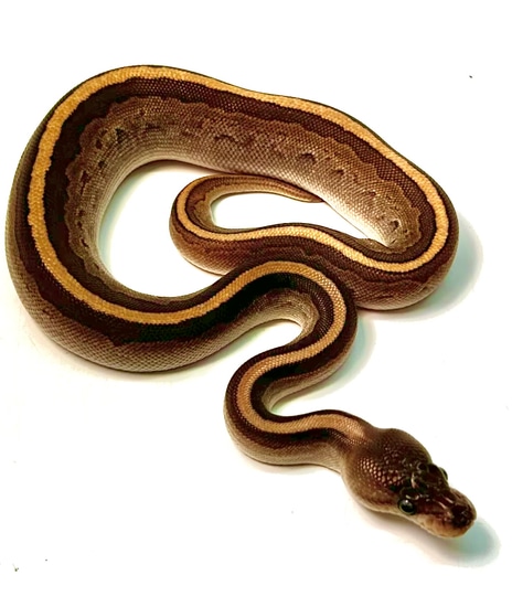 Female Cinnamon GHI Pinstripe + Ball Python by NERD