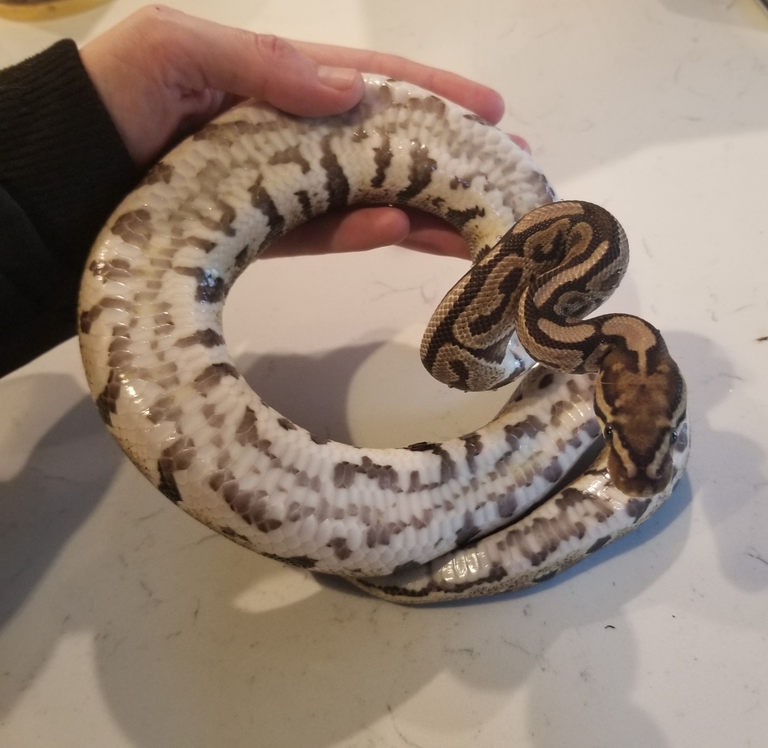 Spotnose Het Pied Ball Python by Ballers On A Budget - MorphMarket