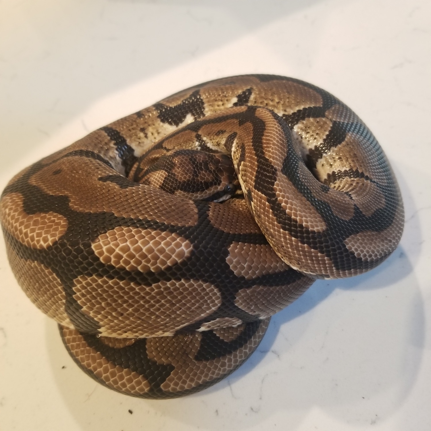 HRA Spotnose Ball Python by Ballers On A Budget - MorphMarket