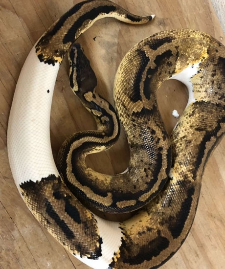 Yellowbelly Pied Ball Python by Ballers On A Budget