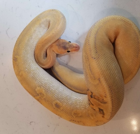 Champagne Orange Ghost Enchi Paradox Ball Python by Ballers On A Budget