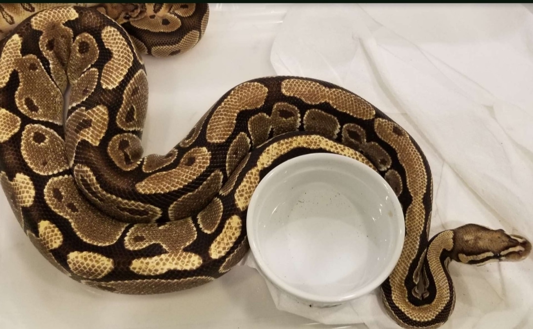 Vanilla Ball Python by Ballers On A Budget - MorphMarket