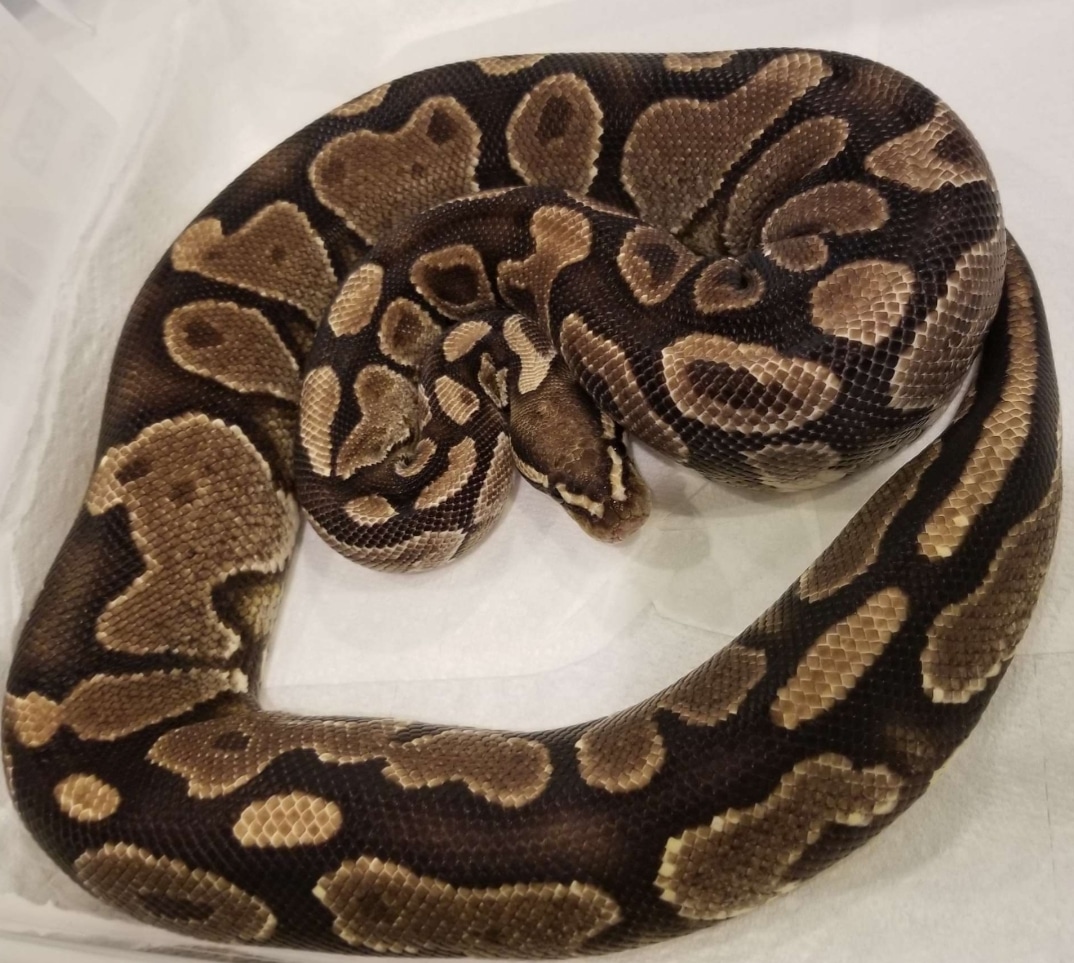 Yellowbelly Ball Python by Ballers On A Budget - MorphMarket