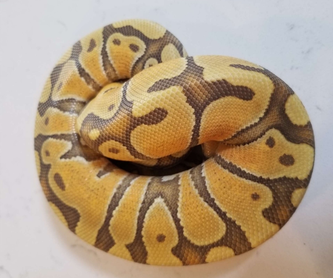 Enchi Orange Ghost Ball Python by Ballers On A Budget - MorphMarket