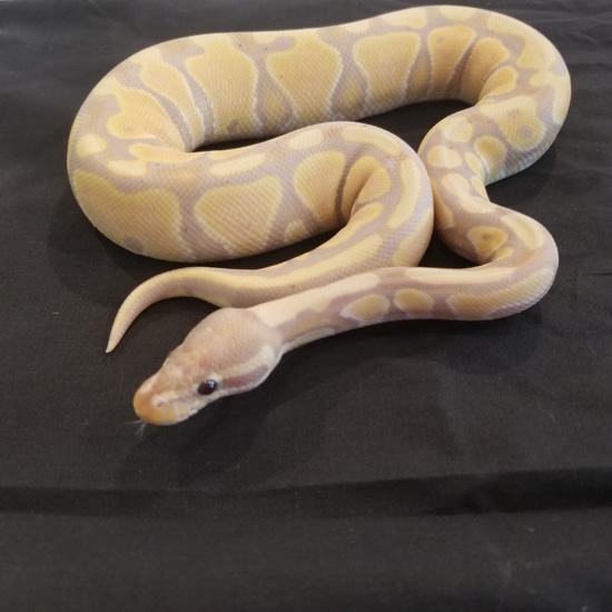 Banana Hypo Ball Python by Ballers On A Budget