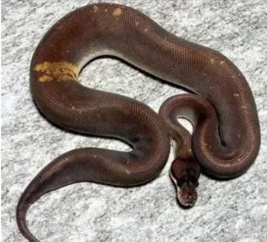 Super Cinnamon Black Pastel Champagne Paradox Ball Python by Ballers On ...