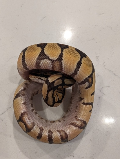 Enchi Pastel Ball Python by Ballers On A Budget