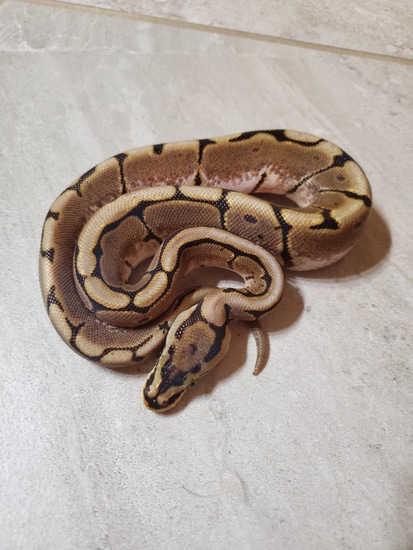 Spider Het Pied Het Ghost Ball Python by J5 Reptiles