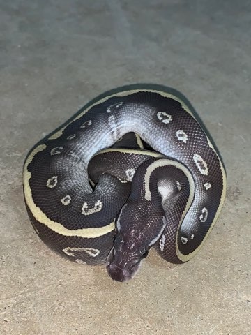 Super Mystic Ball Python by J5 Reptiles - MorphMarket
