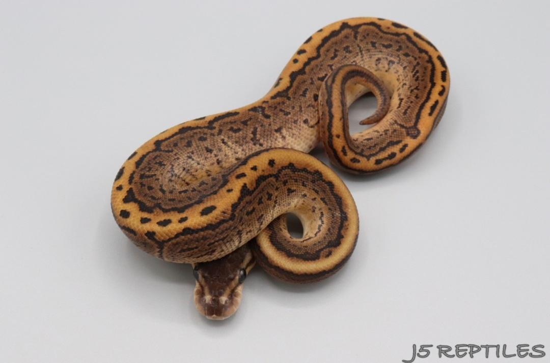 Black Pastel Pinstripe 66% Het Pied Ball Python by J5 Reptiles ...