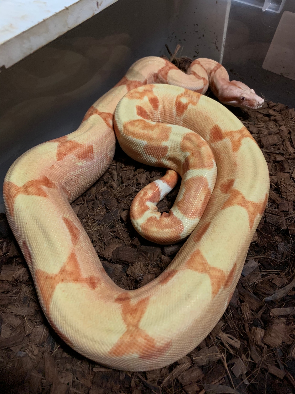 Sunglow 66% Het Moonglow Boa Constrictor by J5 Reptiles - MorphMarket