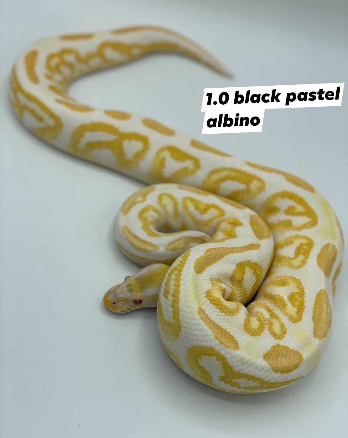 Black Pastel Albino Ball Python by J5 Reptiles - MorphMarket