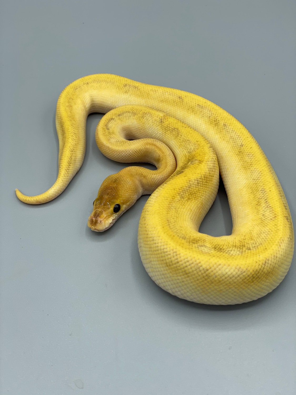 OD Enchi Champagne Pinstripe Ball Python by J5 Reptiles - MorphMarket