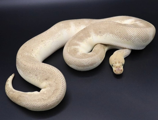 Pastel Jigsaw Clown Ball Python by J5 Reptiles