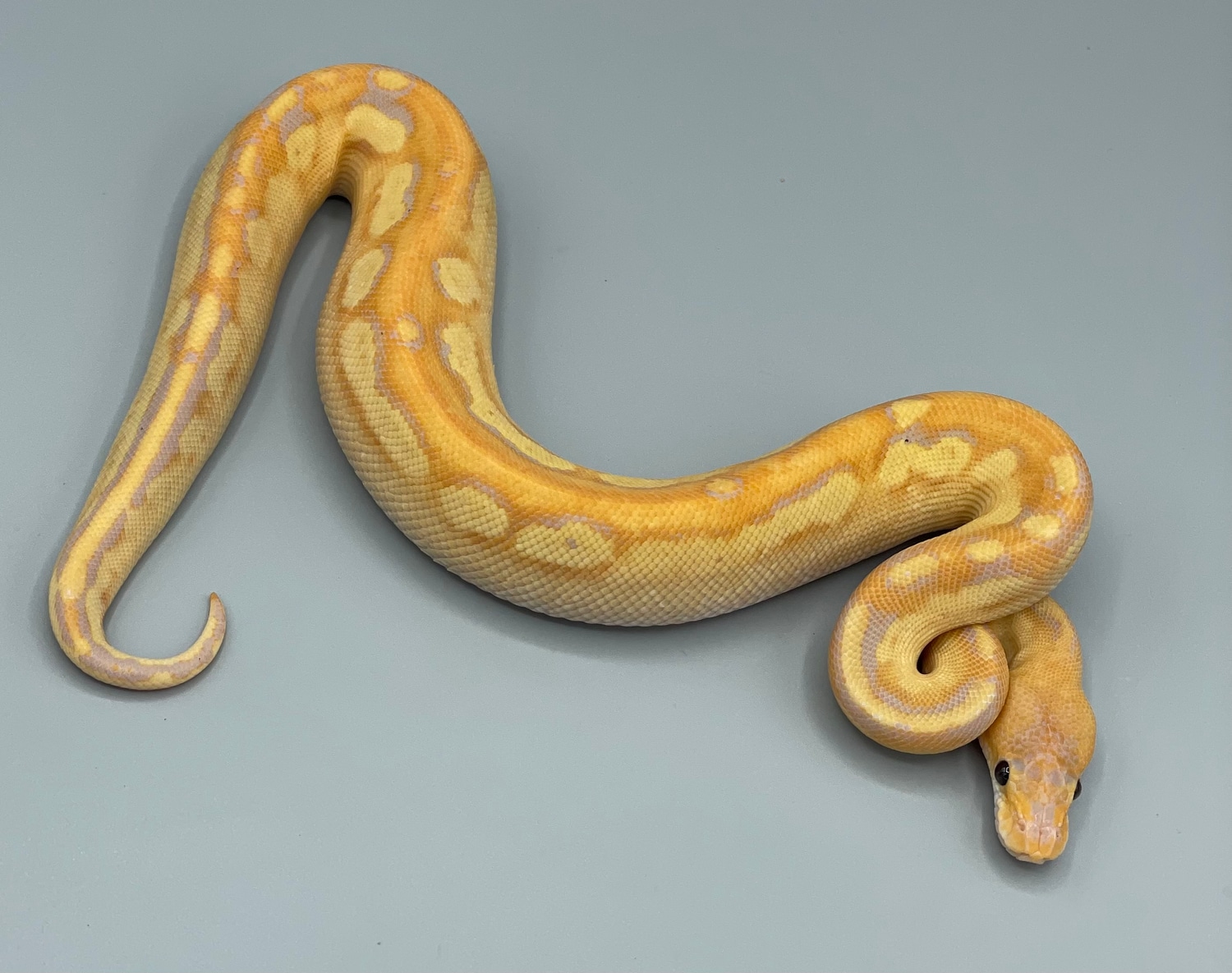 Banana Blackhead Champagne Ball Python by J5 Reptiles - MorphMarket