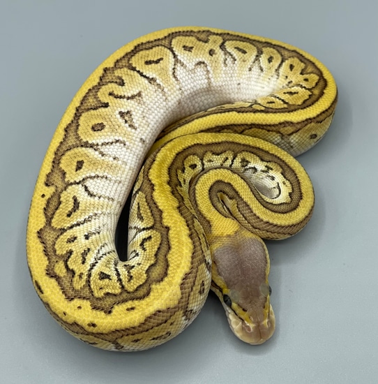 Pastel Mojave Pinstripe Het Clown Ball Python by J5 Reptiles
