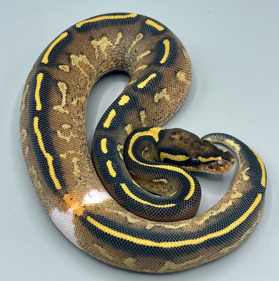Super Gravel Het Pied Ball Python by J5 Reptiles