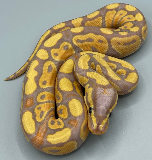 Banana Het Clown Het Ghost Ball Python by J5 Reptiles