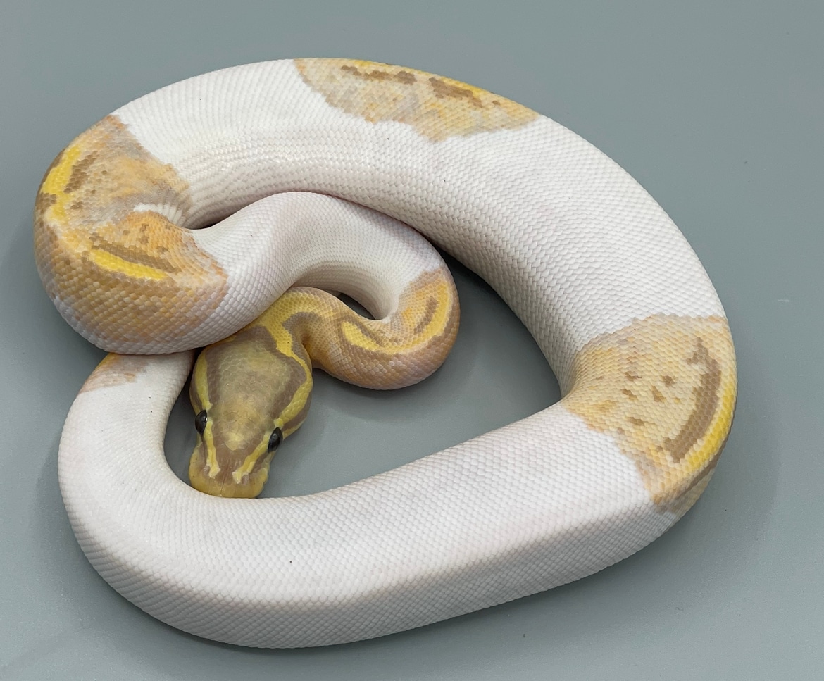 Pastel Banana Pied Ball Python by J5 Reptiles - MorphMarket