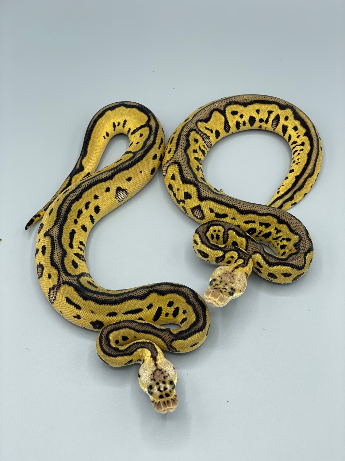 Pastel Leopard Clown Ball Python by J5 Reptiles - MorphMarket