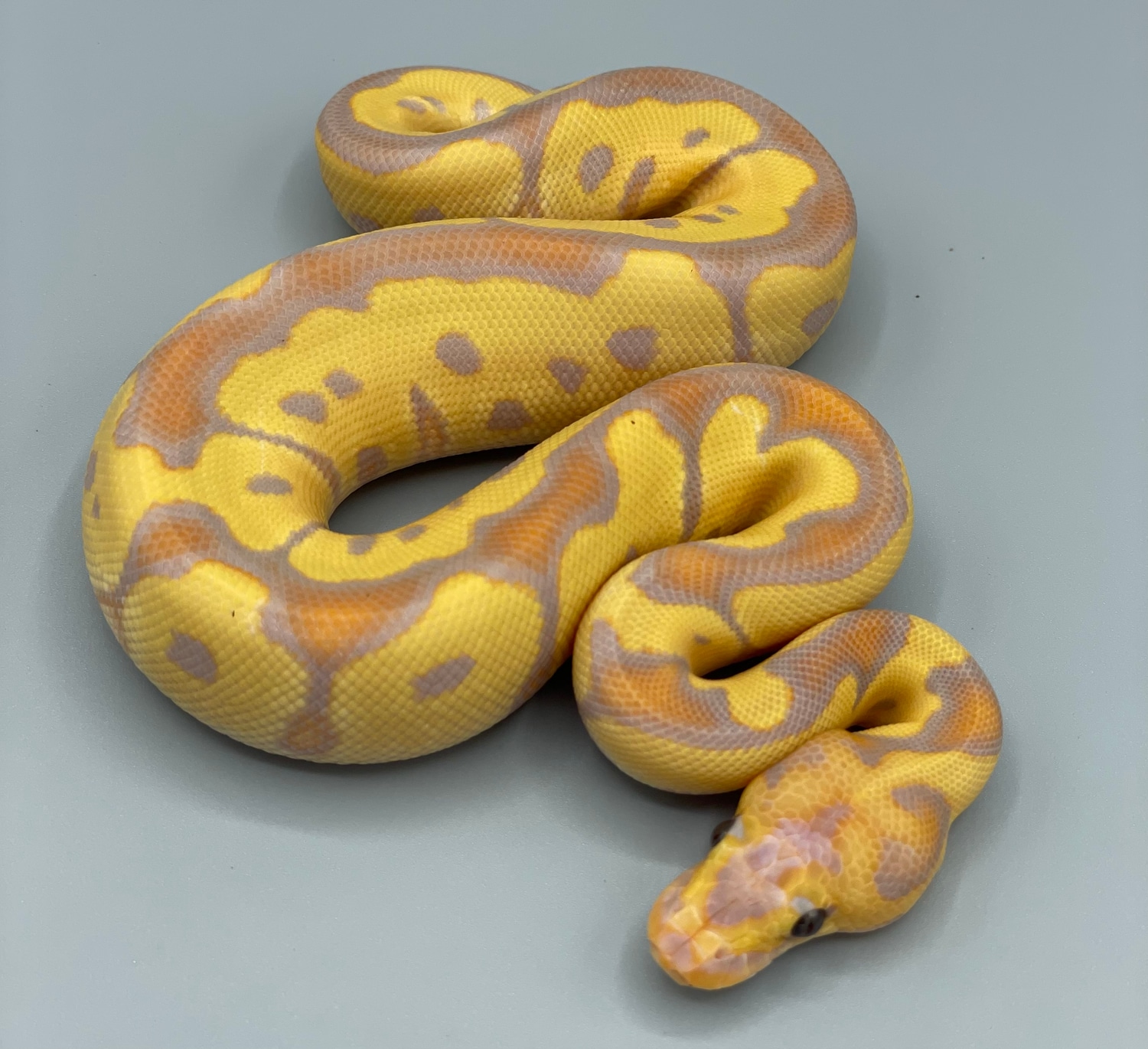 Banana Clown Ball Python by J5 Reptiles - MorphMarket