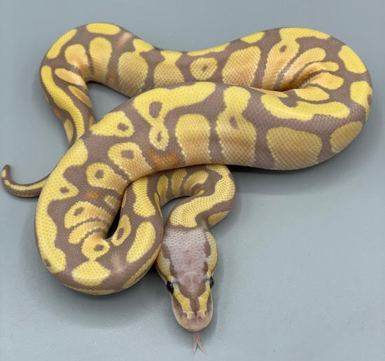Pastel Banana Het Clown Ball Python by J5 Reptiles